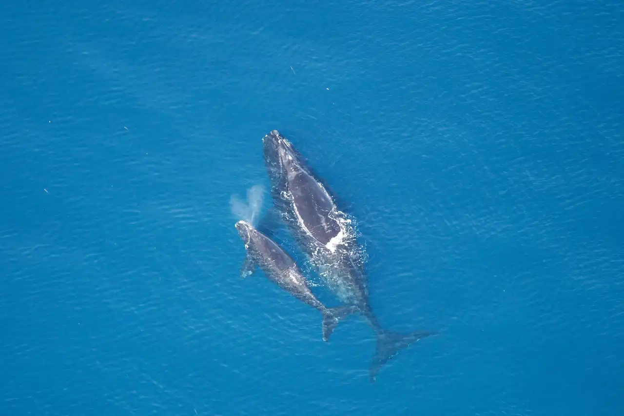 North Atlantic Right Whale